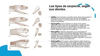 Serpientes generalidades anatomía externa.pptx