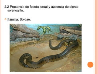 Serpientes | PPT
