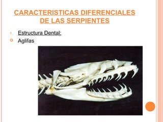 Serpientes | PPT