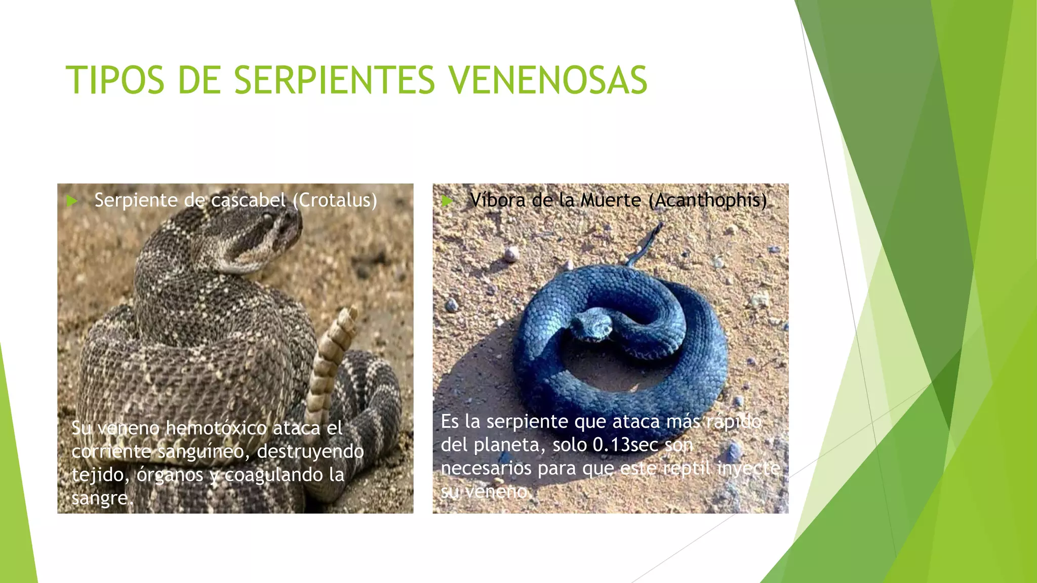 SERPIENTES VENENOSAS.pptx