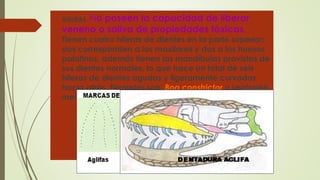 SERPIENTES VENENOSAS DE INTERES MEDICO.ppt