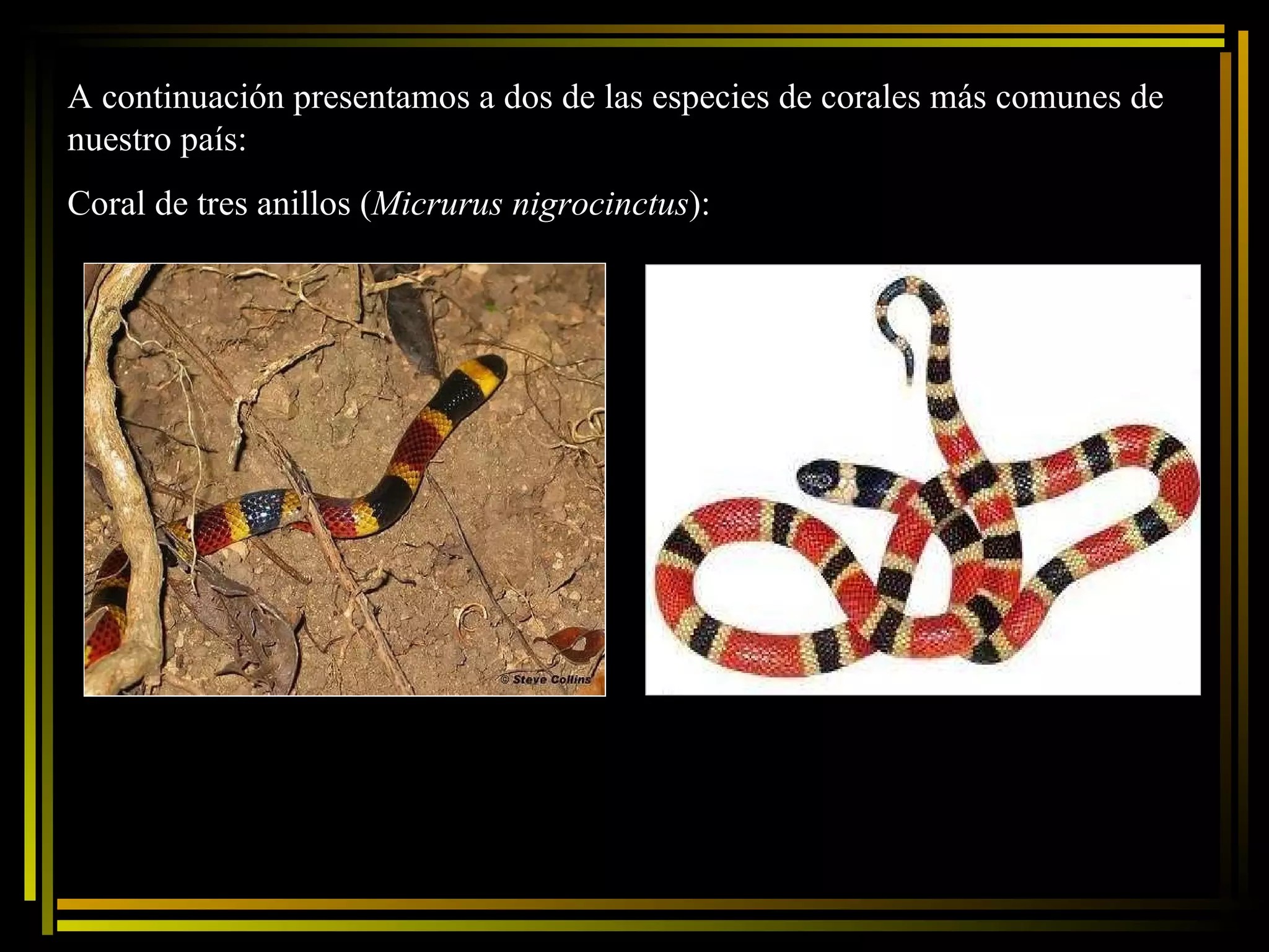 Serpientes Venenosas de Panamá | PPT