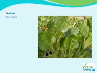 Serra Maris a "Saline cropS" seed company | PPTX