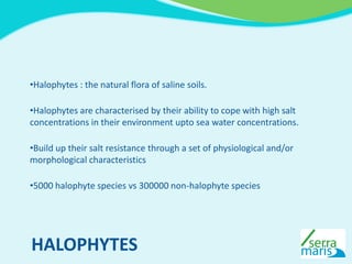 Serra Maris a "Saline cropS" seed company | PPTX