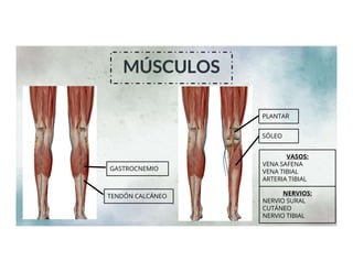 Regiones Del Miembro Inferior, 46% OFF