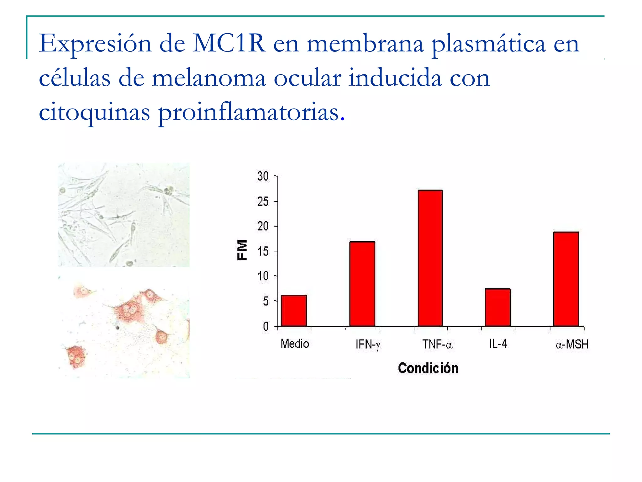 Citoquinas Proinflamatorias Inducen la Expresión del Receptor MC1R en ...