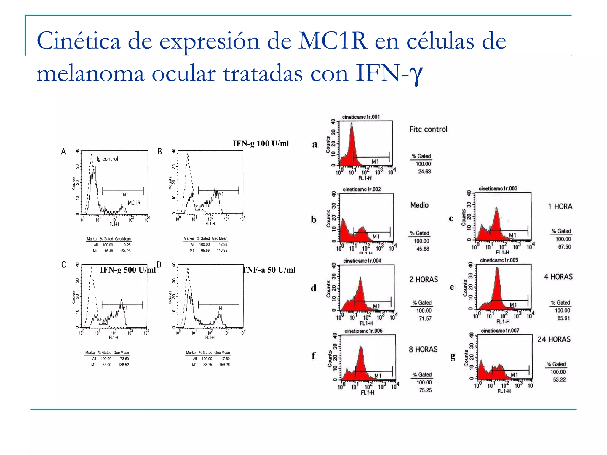 Citoquinas Proinflamatorias Inducen la Expresión del Receptor MC1R en ...