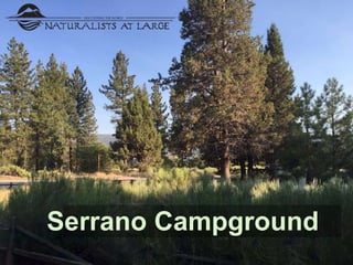 Serrano campground | PPTX | Camping | Travel Type