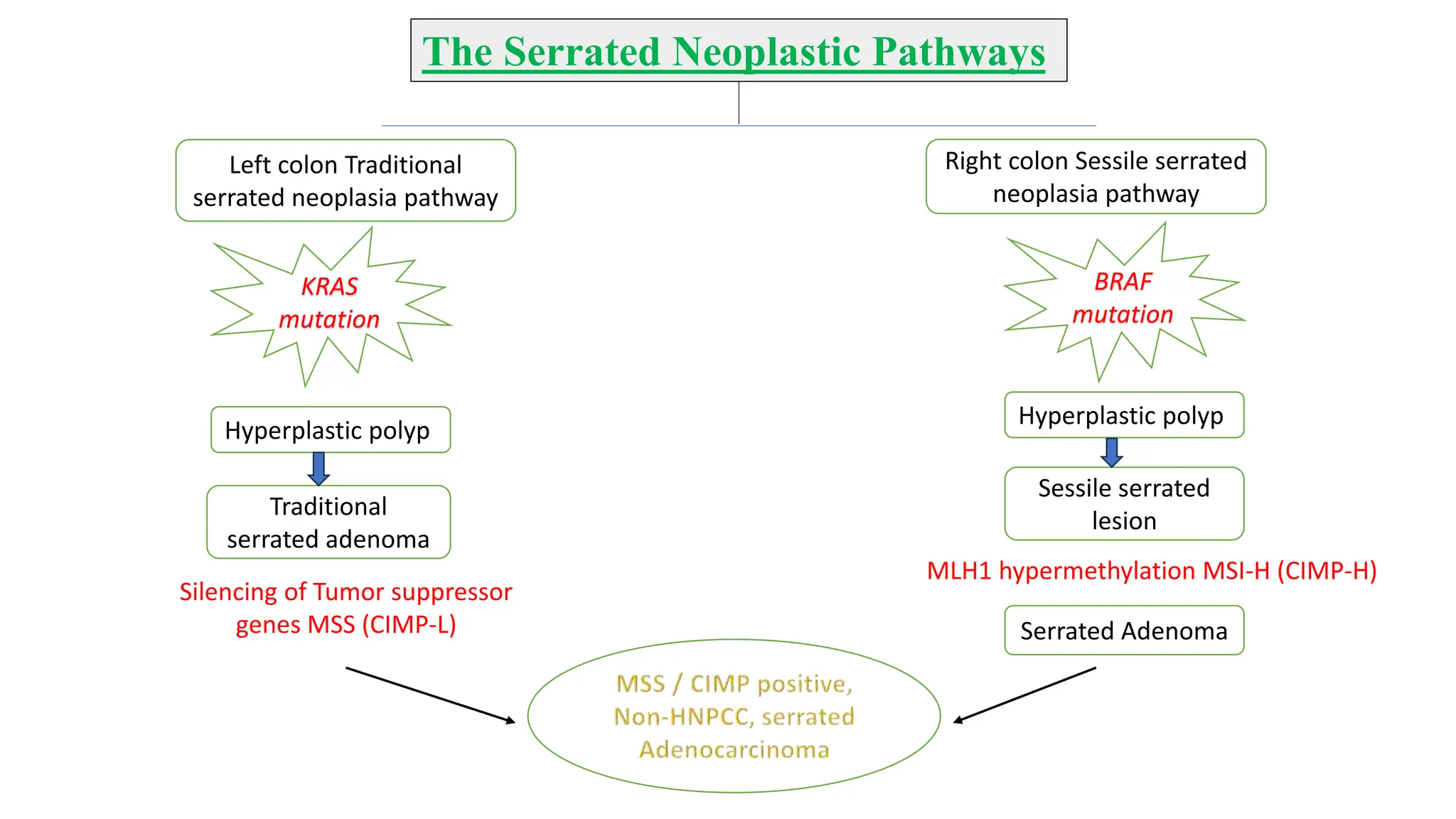 SERRATED LESIONS OF INTESTINE GI tract.pptx | Digestive Disorders ...