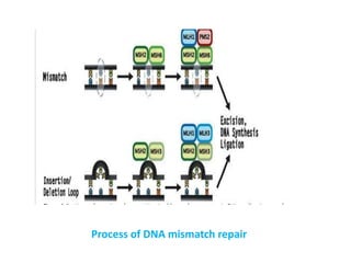 Serrated pathway to colorectal neoplasia | PPTX