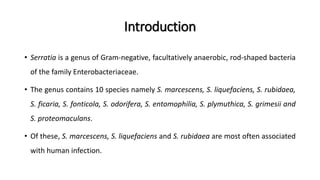 Serratia | PPTX | Chemistry | Science