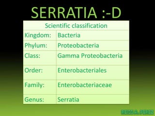 Serratia | PPTX