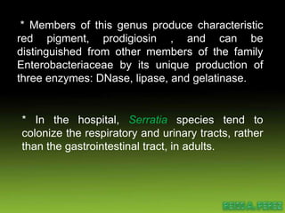 Serratia | PPTX