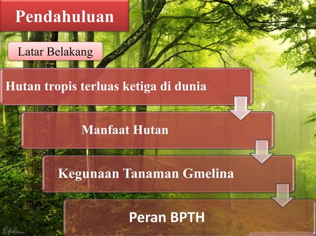 Sertifikasi benih Gmelina arborea di BPTH Jawa dan Madura | PPT