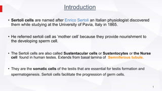 Sertoli-spermatid interaction by Suyash Garg.pptx