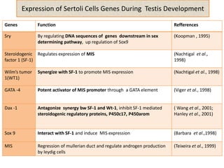 Sertoli cell credit seminar | PPTX