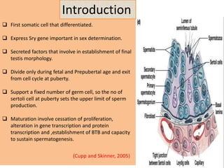Sertoli cell credit seminar | PPTX