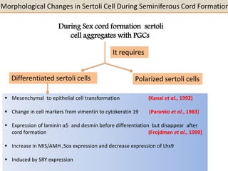 Sertoli cell credit seminar | PPTX