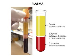 SERUM AND PLASMA.pptx