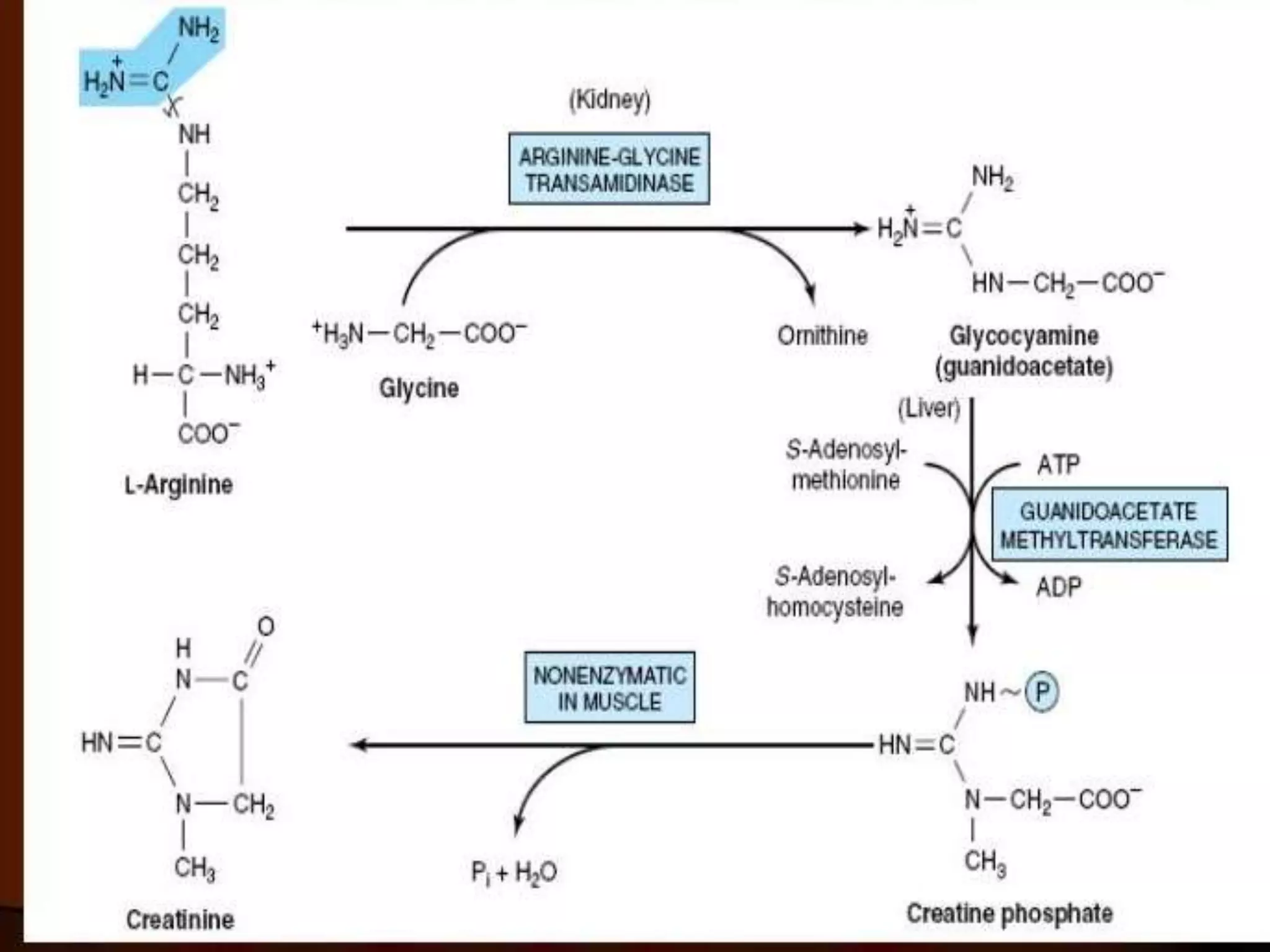 Serum creatinine | PPTX