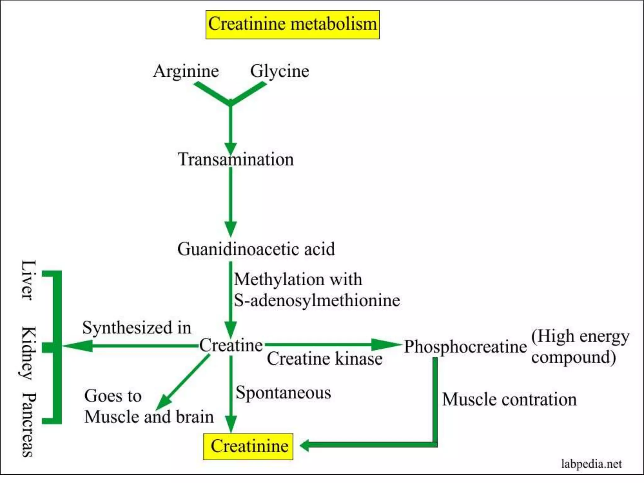 Serum creatinine | PPTX