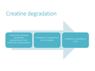 Serum creatinine | PPTX | Blood Disorders | Diseases and Conditions