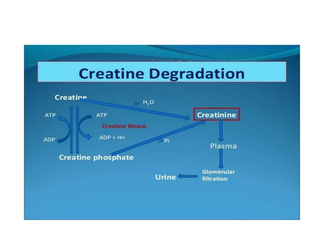 Serum creatinine | PPTX | Blood Disorders | Diseases and Conditions