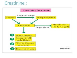 Serum creatinine | PPTX