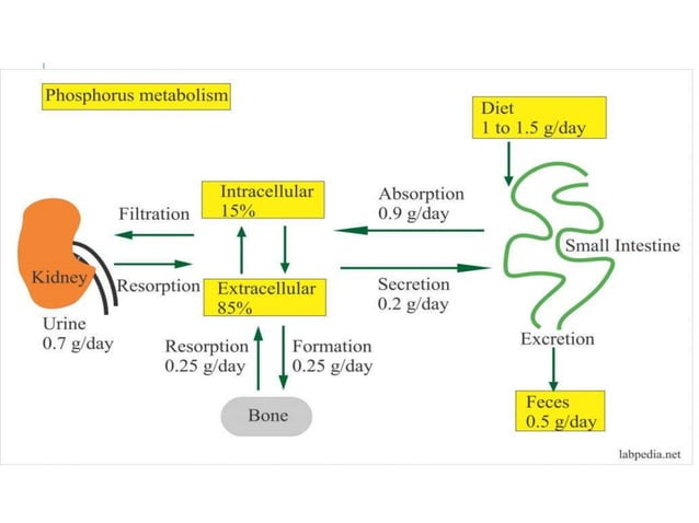 serumphosphate- mbbd ppt211101181641.pptx