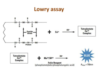 Serum protein analysis and ag ratio | PPTX