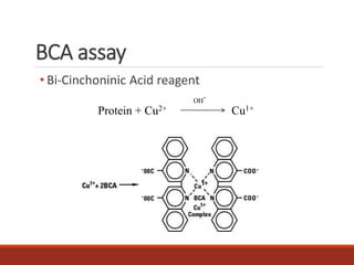Serum Protein and Albumin-Globulin Ratio | PPTX