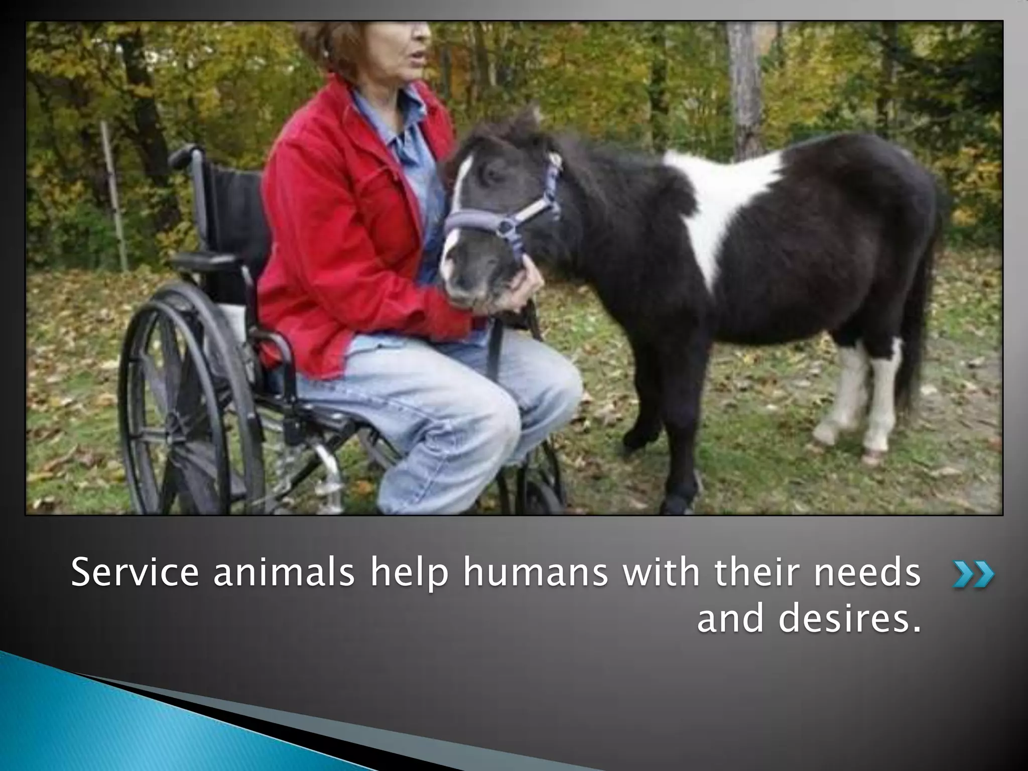 Service Animals