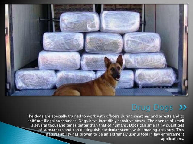 Service Animals | PPT