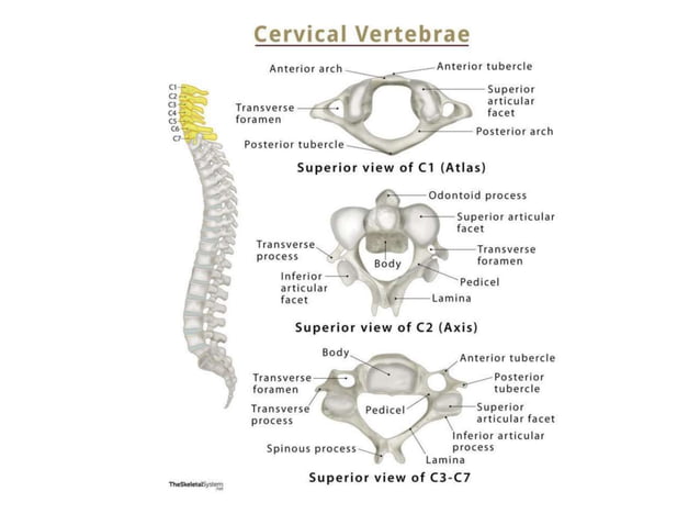 servikal vertebra yaralanmaları. ve tedavipptx | PPT | Free Download