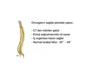 servikal vertebra yaralanmaları. ve tedavipptx | PPT