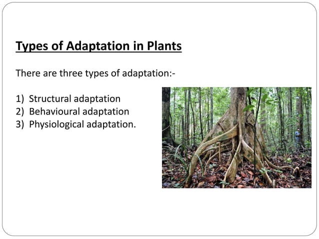 Plant adaptions in adverse soil water conditions | PPTX | Gardening ...