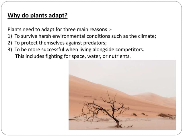 Plant adaptions in adverse soil water conditions | PPTX | Gardening ...