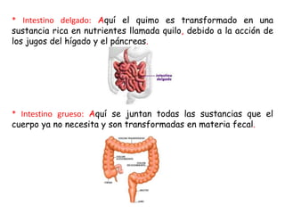 Sistema Digestivo | PPTX