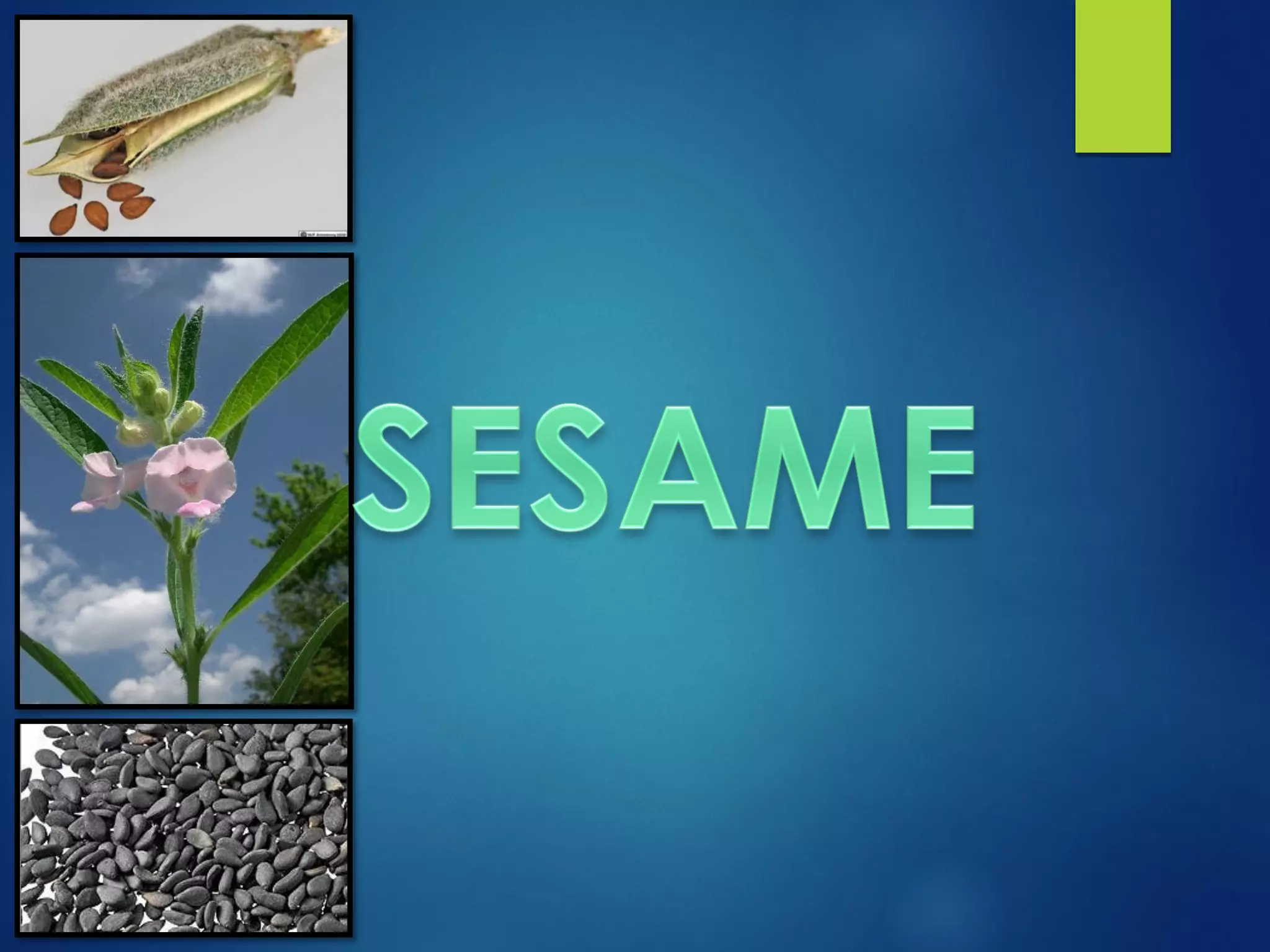 Sesame | PDF