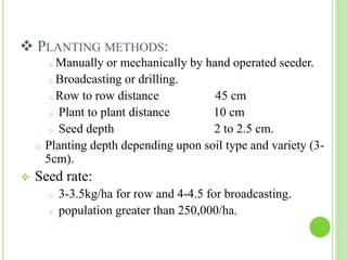 Production Technology of Sesame | PPTX