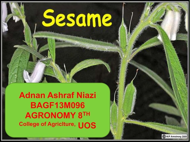 Production Technology of Sesame | PPTX | Agriculture | Industries