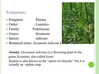 Production Technology of Sesame | PPTX