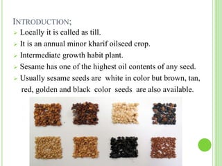 Production Technology of Sesame | PPTX