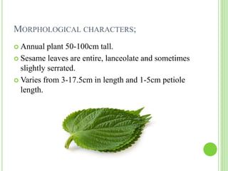 Production Technology of Sesame | PPTX