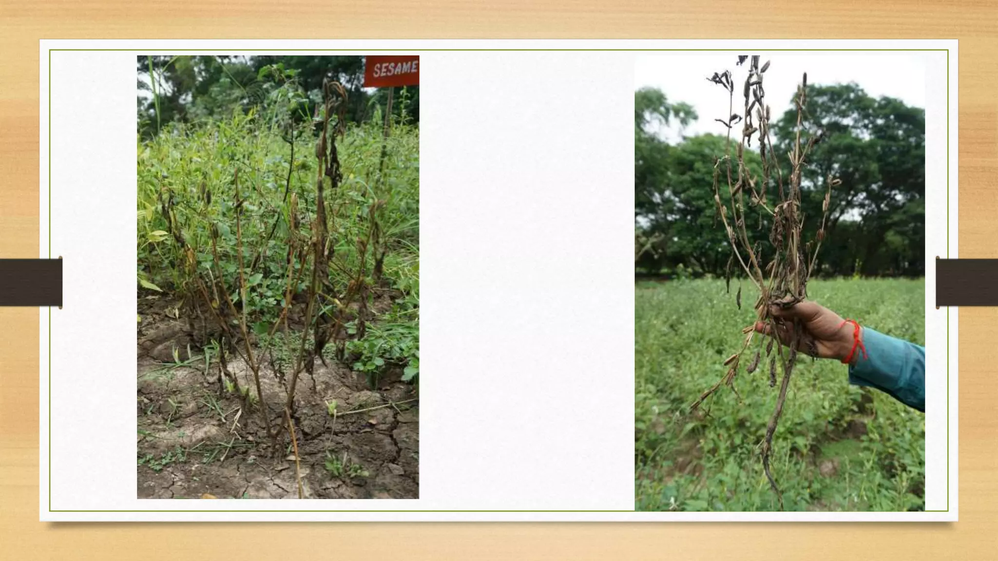 Sesame diseases and their management | PPTX