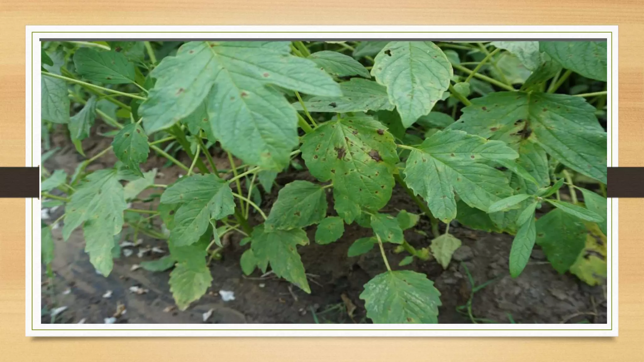 Sesame diseases and their management | PPTX