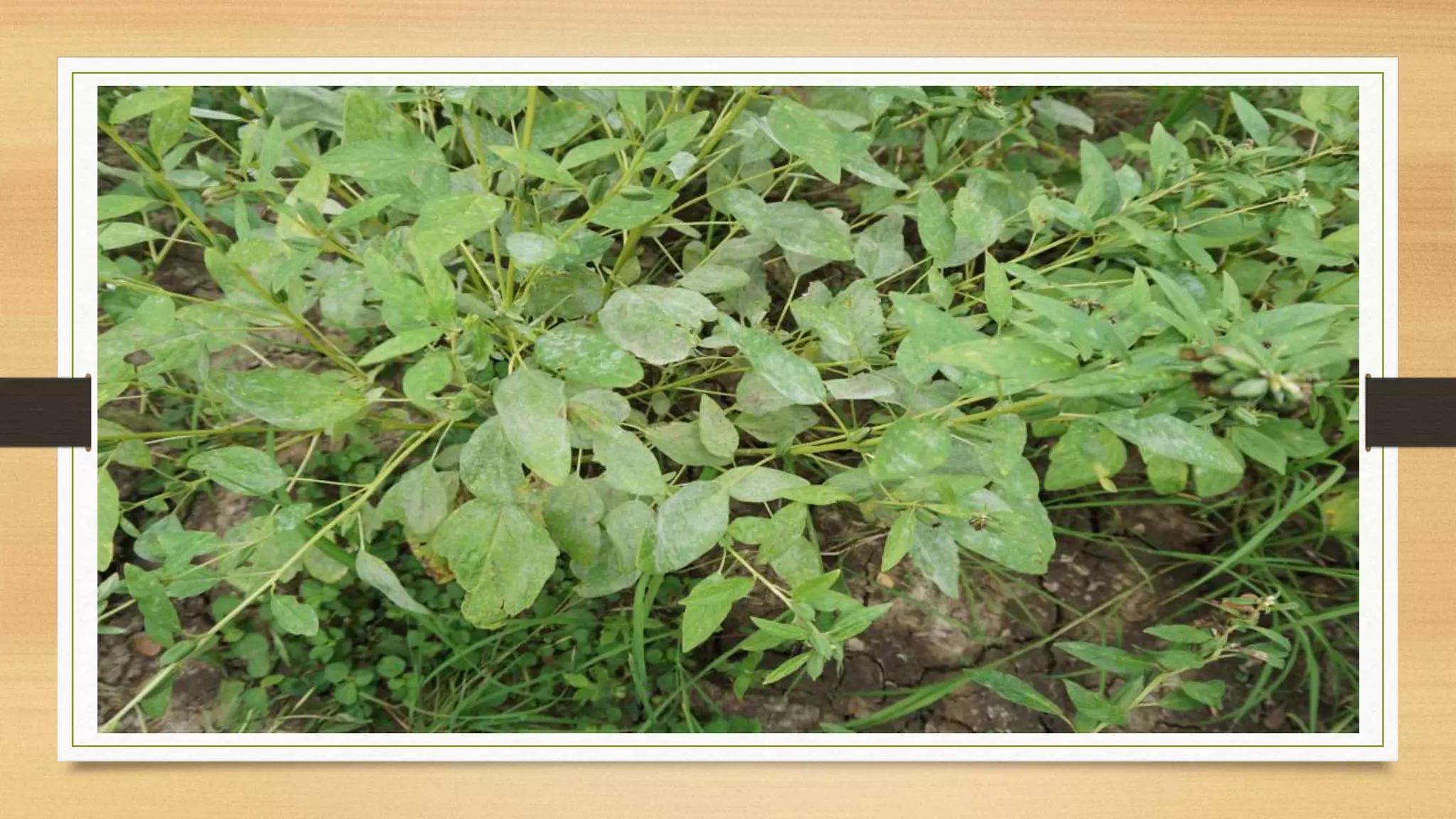 Sesame diseases and their management | PPTX