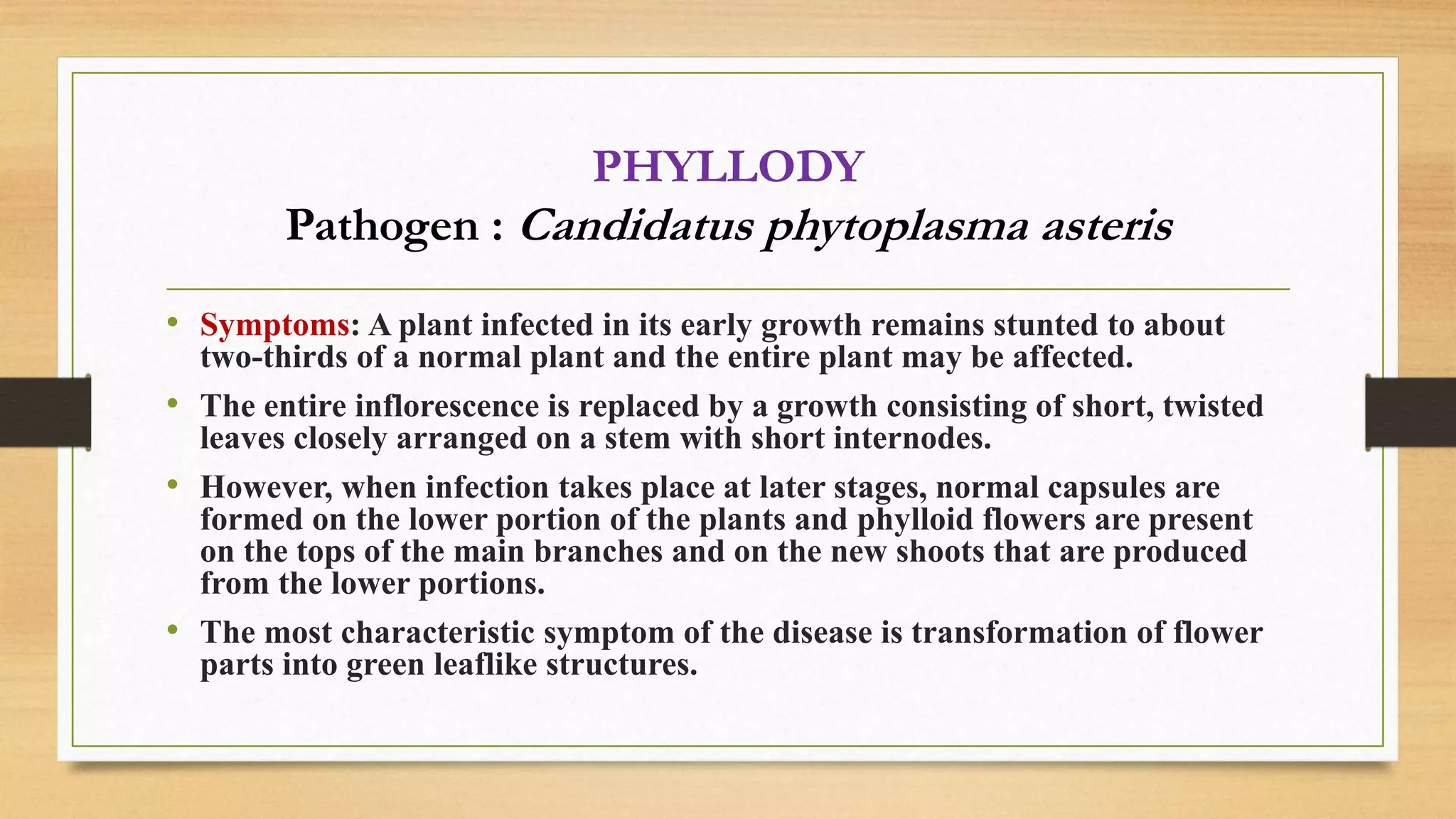 Sesame diseases and their management | PPTX | Agriculture | Industries