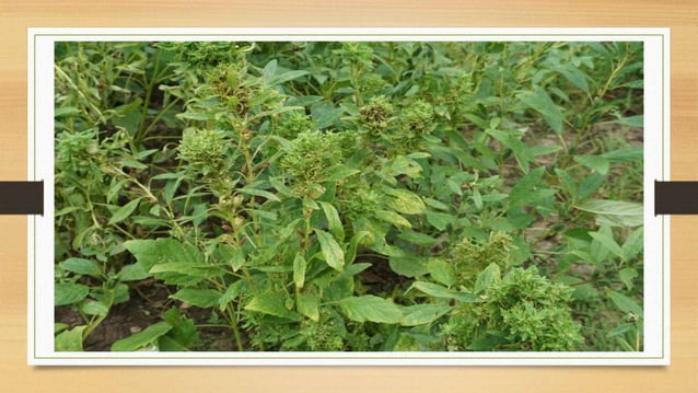 Sesame diseases and their management | PPTX | Agriculture | Industries