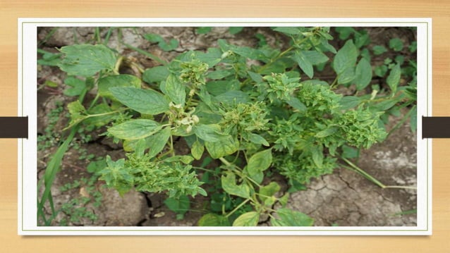 Sesame diseases and their management | PPTX | Agriculture | Industries